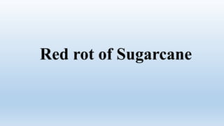 17.red rot of sugsrcane and its management practices | PPT