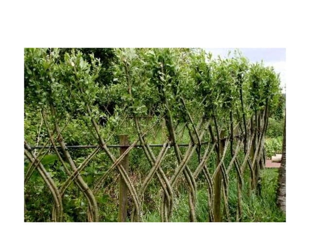 17.Site selection and lay out of orchard.pptx