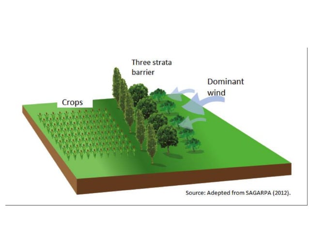 17.Site selection and lay out of orchard.pptx