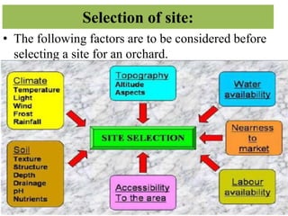 17.Site selection and lay out of orchard.pptx