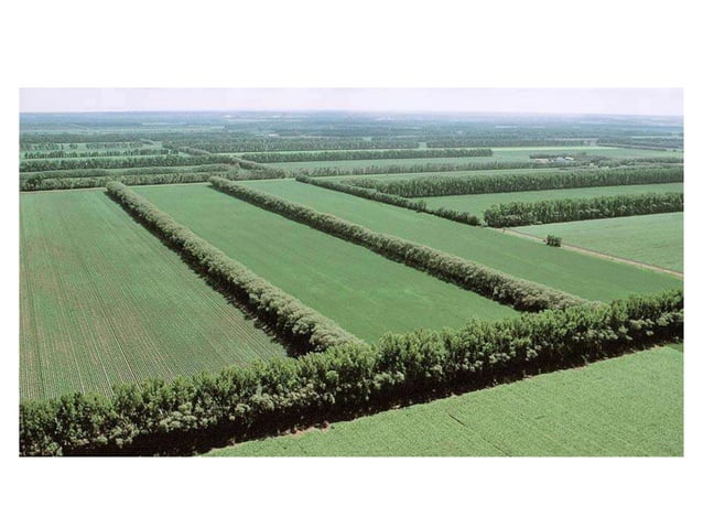 17.Site selection and lay out of orchard.pptx