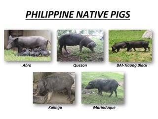 17. swine-industry-prospect_cabantac.pptx