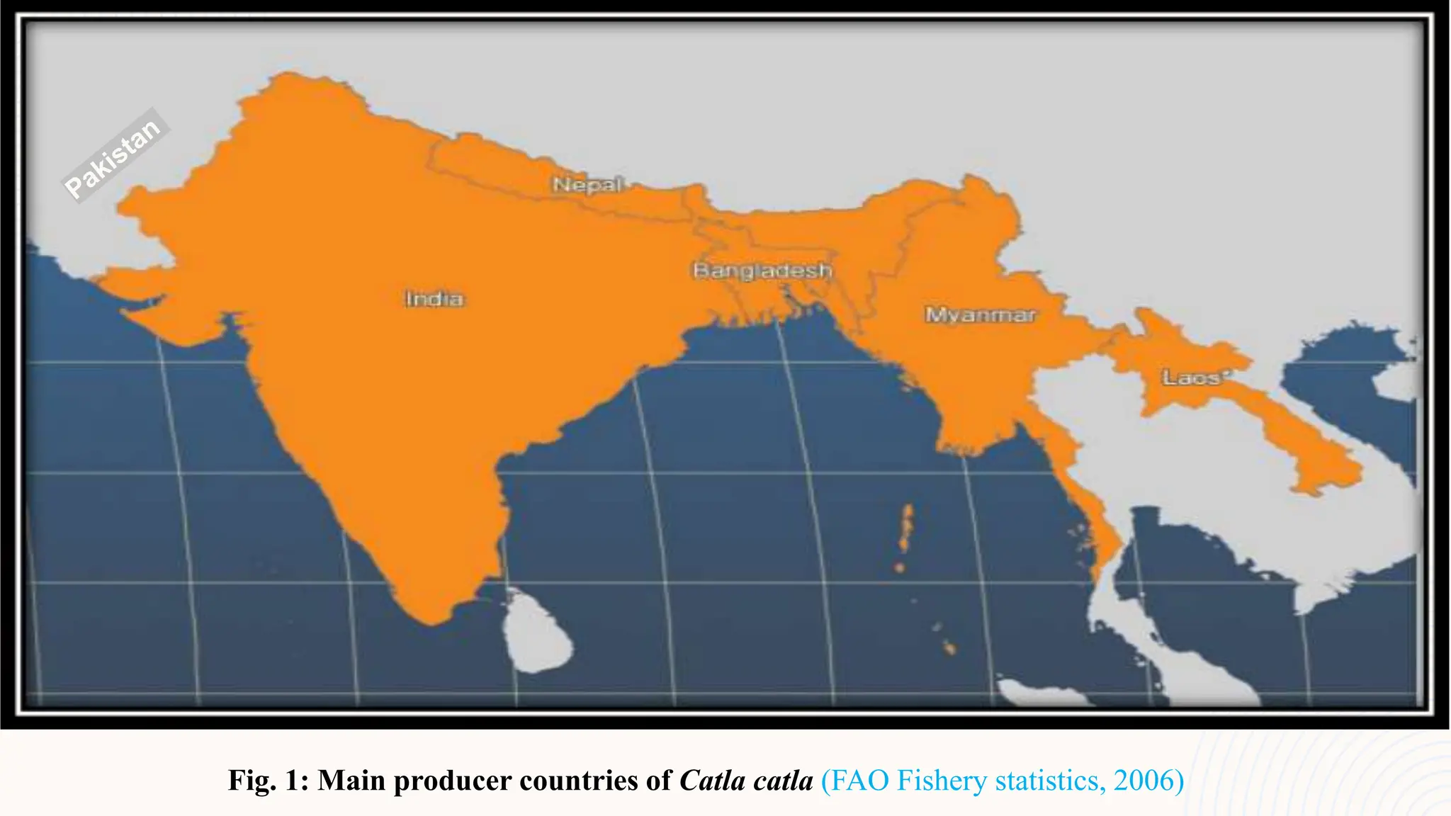Catla Catla Introduction, Morphology & it's Characteristics. | PPTX