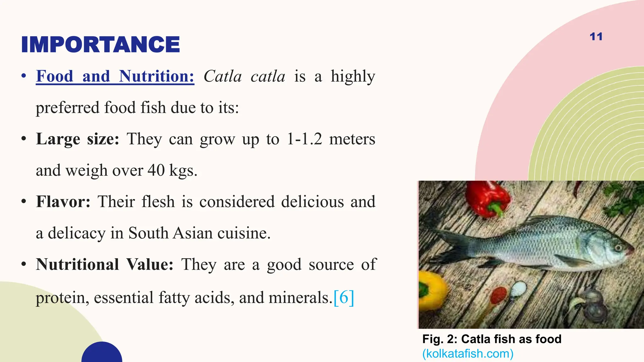 Catla Catla Introduction, Morphology & it's Characteristics. | PPTX