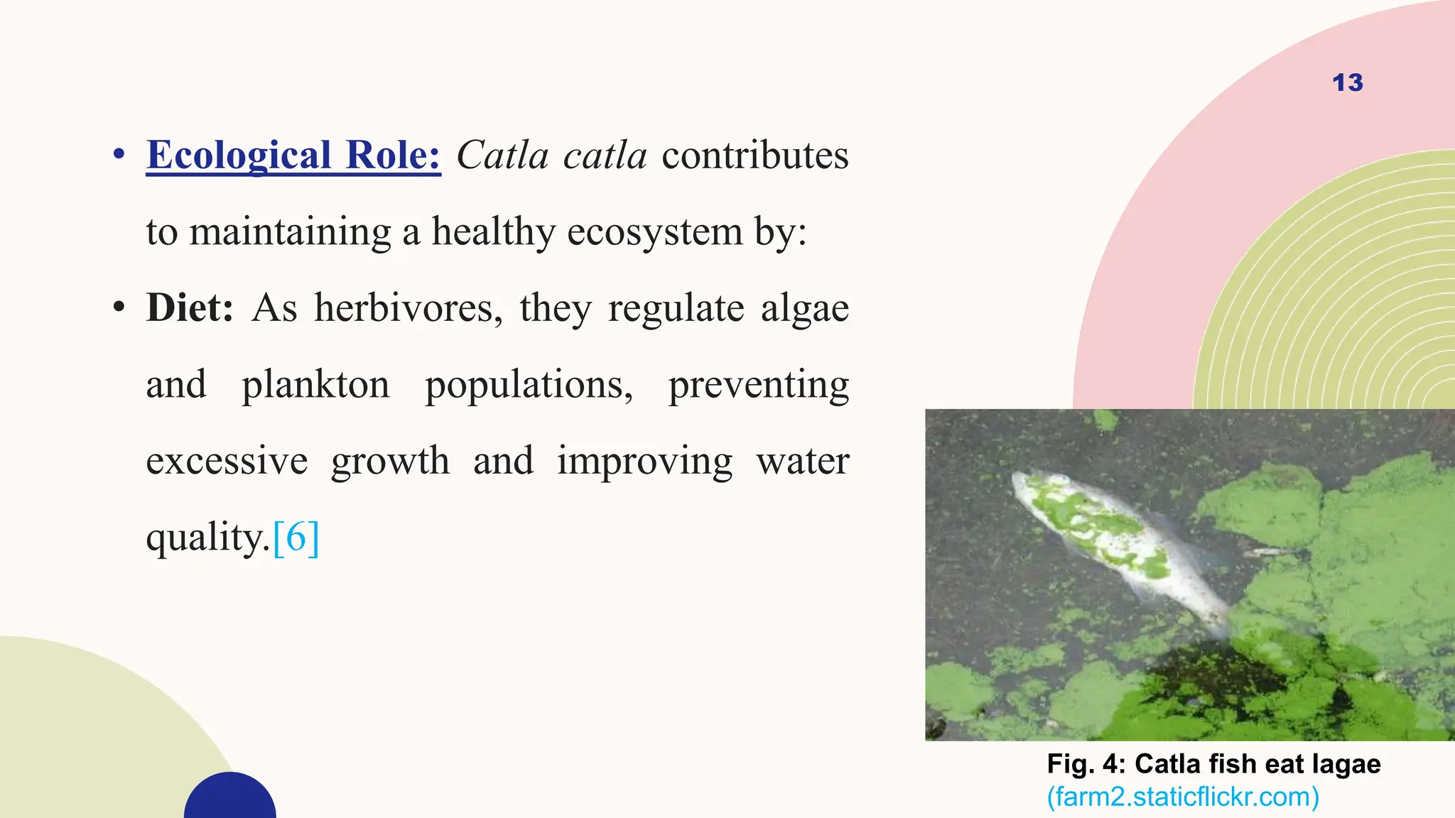 Catla Catla Introduction, Morphology & it's Characteristics. | PPTX