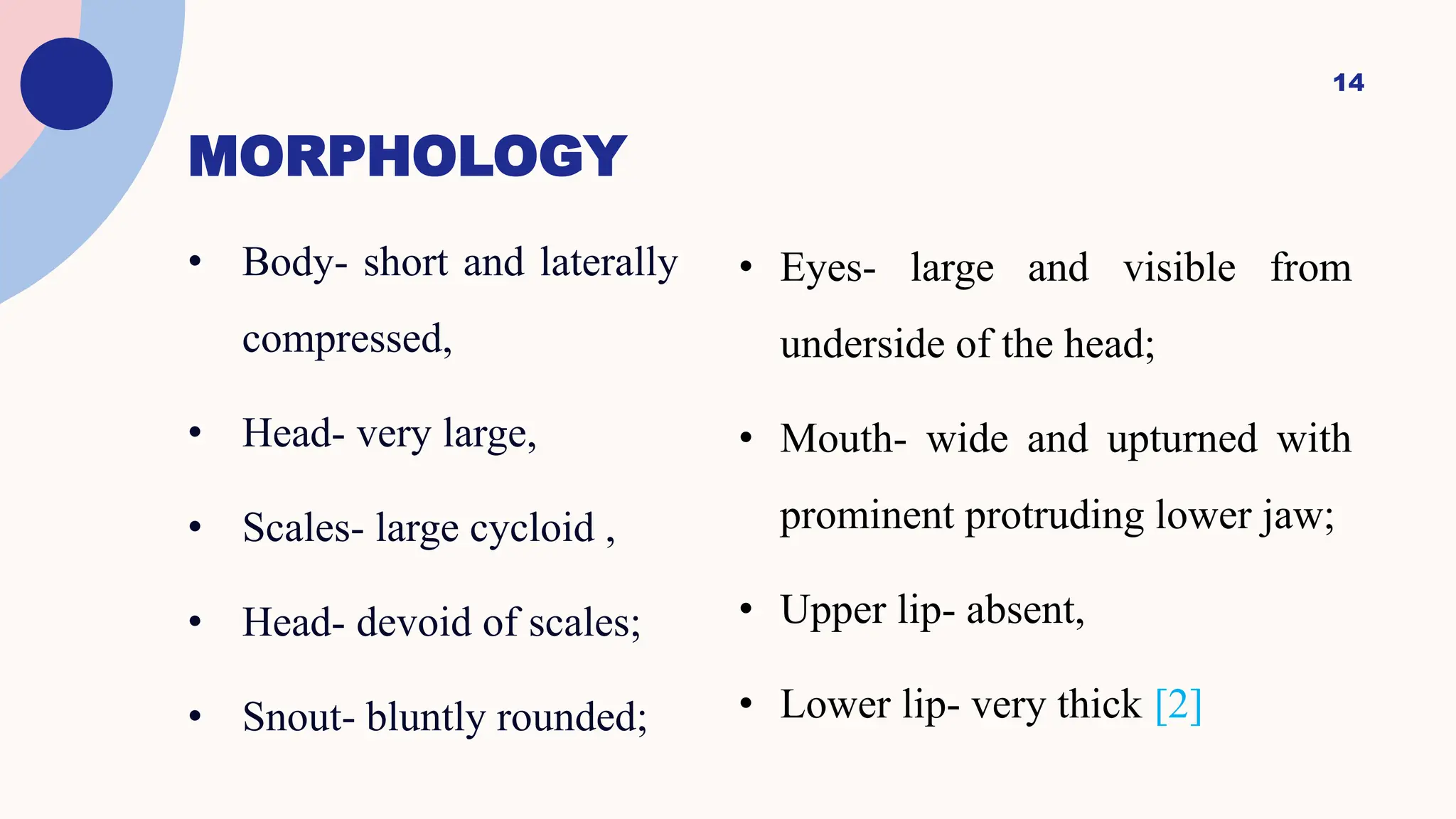 Catla Catla Introduction, Morphology & it's Characteristics. | PPTX