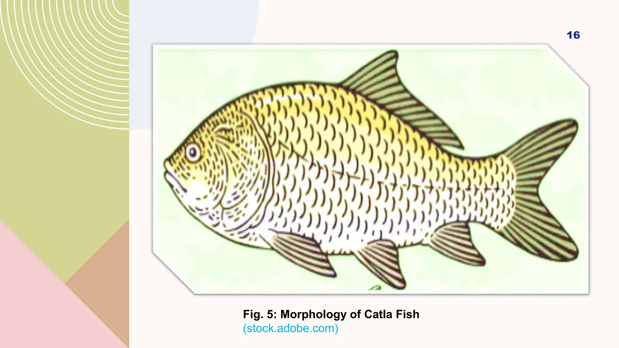 Catla Catla Introduction, Morphology & it's Characteristics. | PPTX