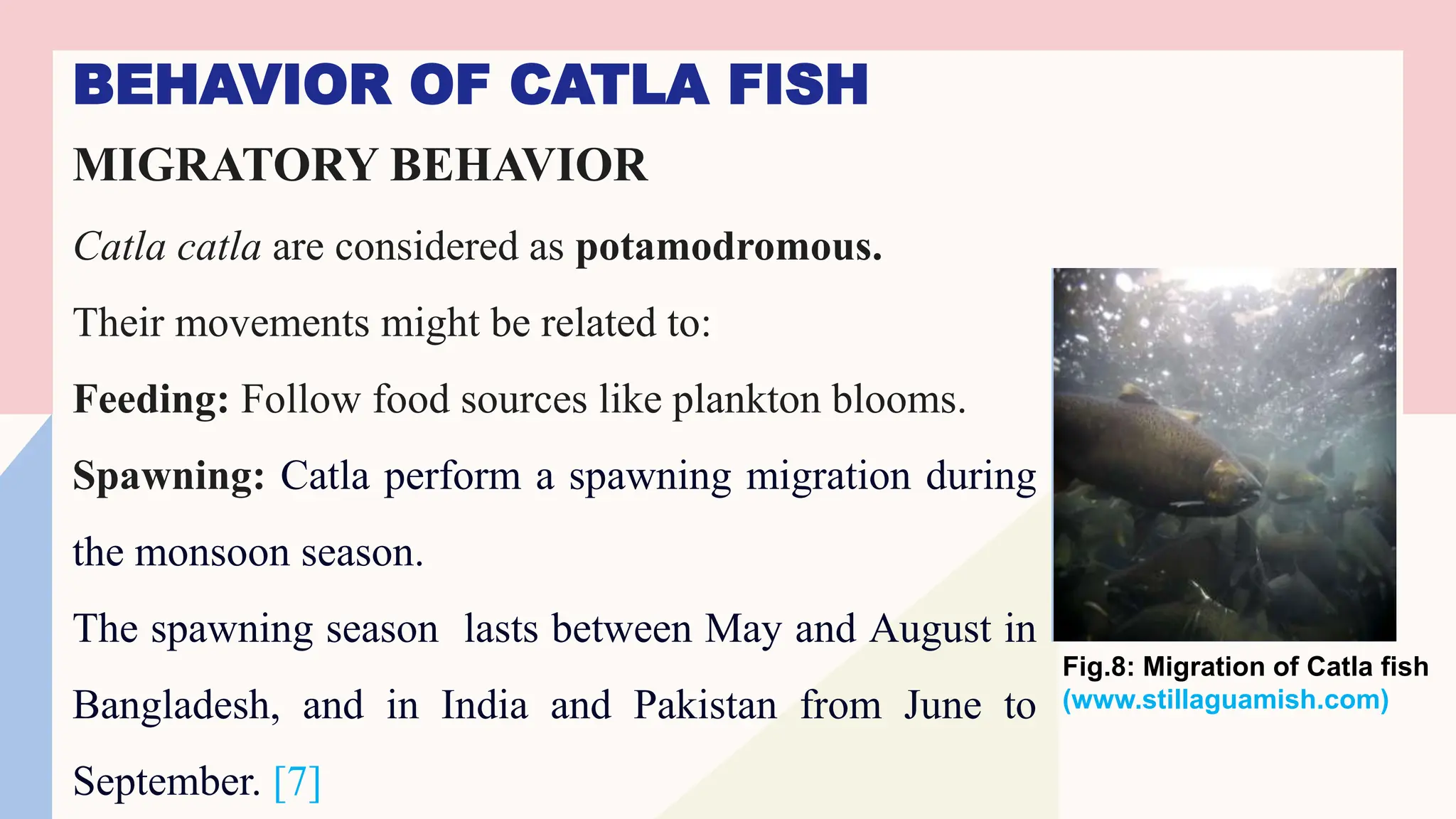 Catla Catla Introduction, Morphology & it's Characteristics. | PPTX