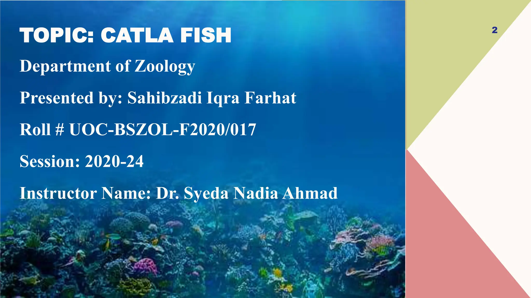 Catla Catla Introduction, Morphology & it's Characteristics. | PPTX