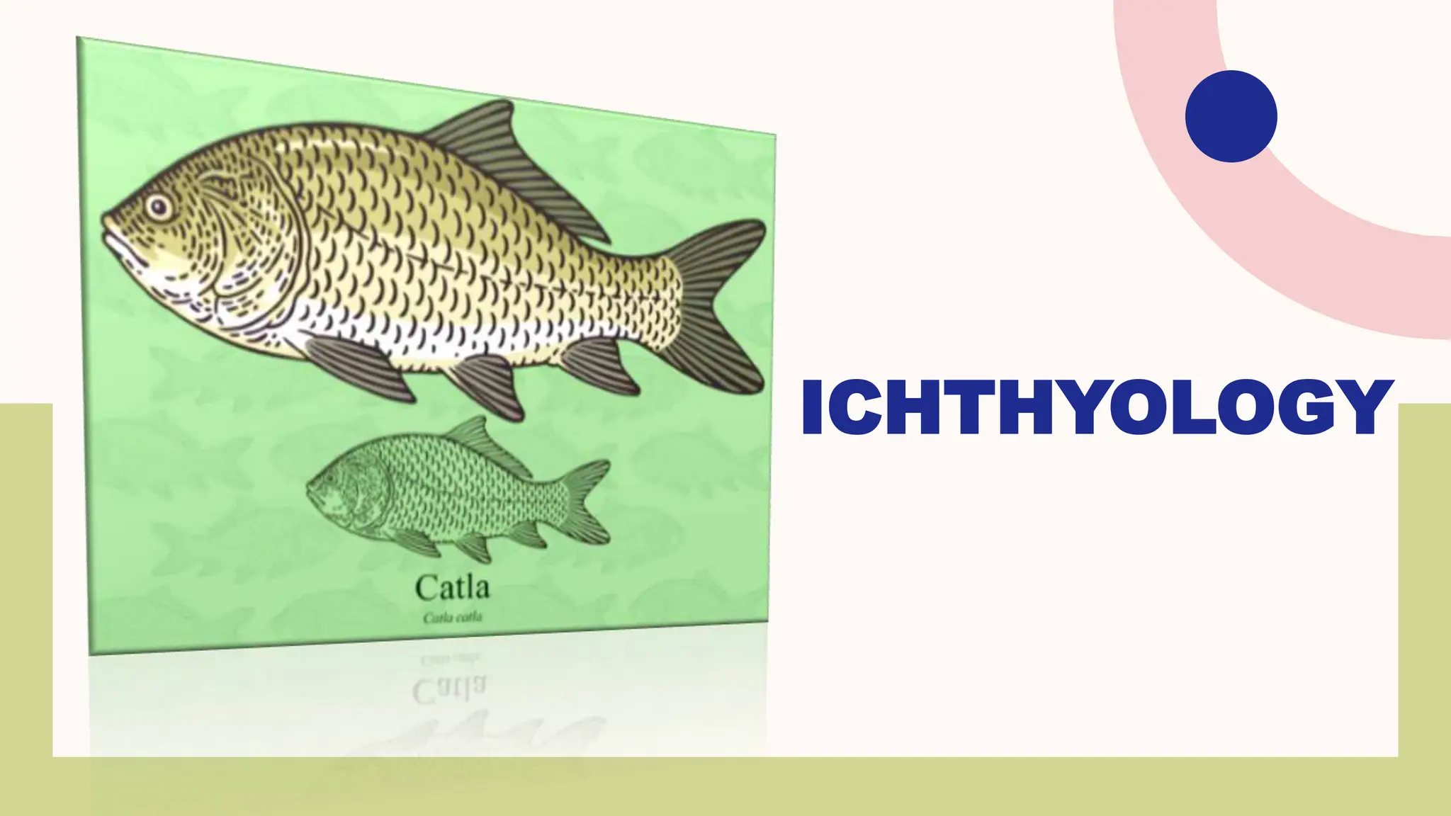 Catla Catla Introduction, Morphology & it's Characteristics. | PPTX