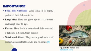Catla Catla Introduction, Morphology & it's Characteristics. | PPTX