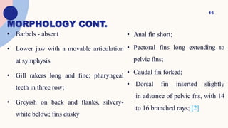 Catla Catla Introduction, Morphology & it's Characteristics. | PPTX