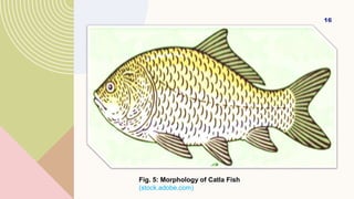 Catla Catla Introduction, Morphology & it's Characteristics. | PPTX ...