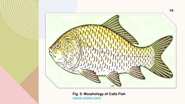 Catla Catla Introduction, Morphology & it's Characteristics. | PPTX | Fish and Aquariums | Pets