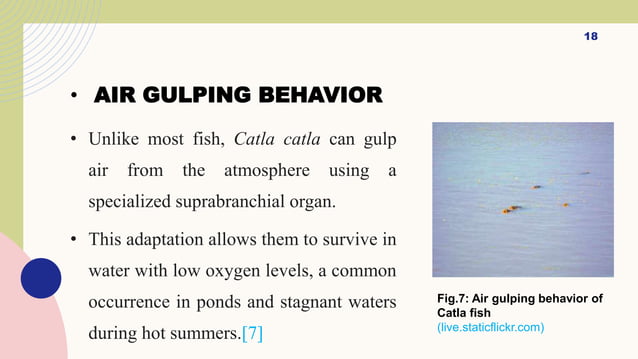 Catla Catla Introduction, Morphology & it's Characteristics. | PPTX ...