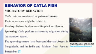 Catla Catla Introduction, Morphology & it's Characteristics. | PPTX