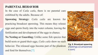 Catla Catla Introduction, Morphology & it's Characteristics. | PPTX