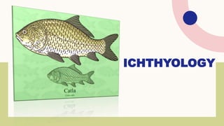 Catla Catla Introduction, Morphology & it's Characteristics. | PPTX