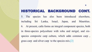 Catla Catla Introduction, Morphology & it's Characteristics. | PPTX