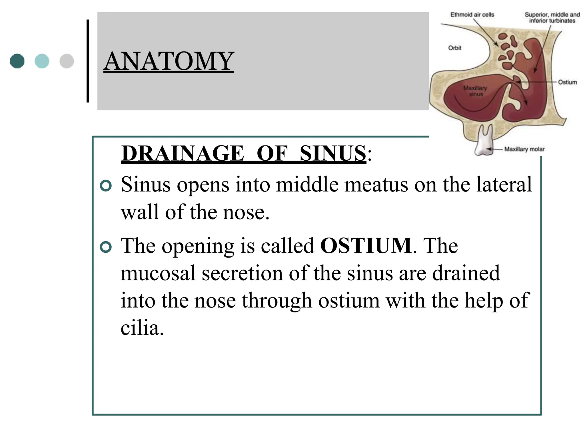 17. Maxillary sinus. antrum of highmore,surgical anatomy and its ...
