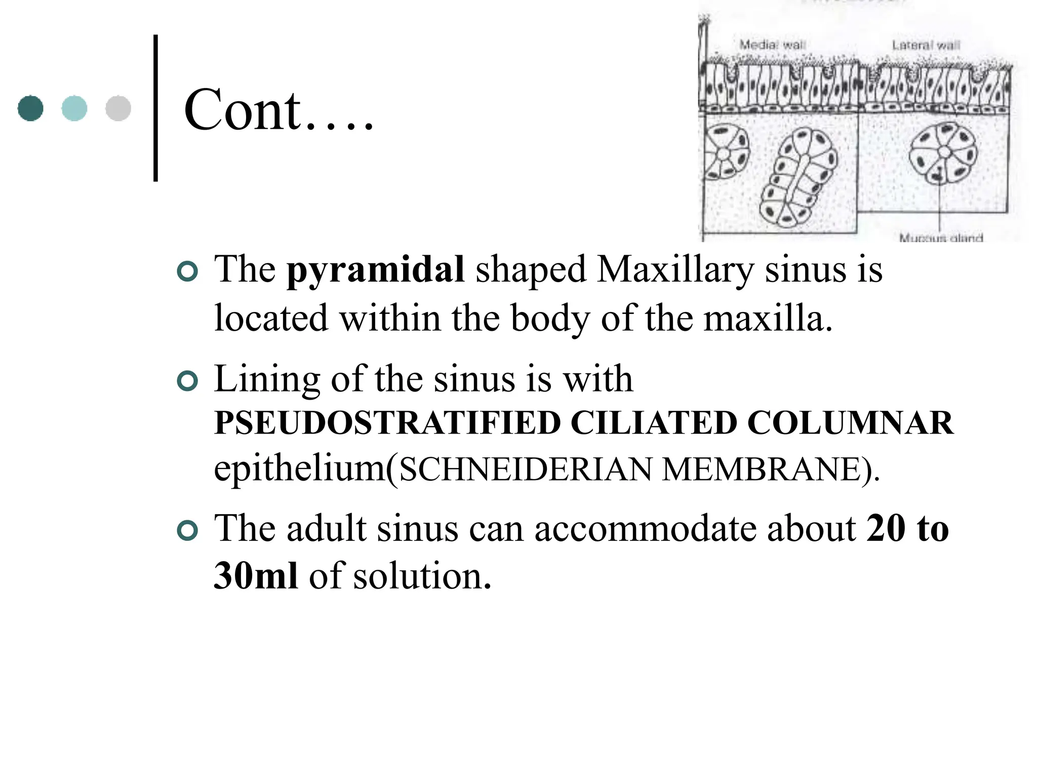 17. Maxillary sinus, antrum of highmore, surgical anatomy | PPTX
