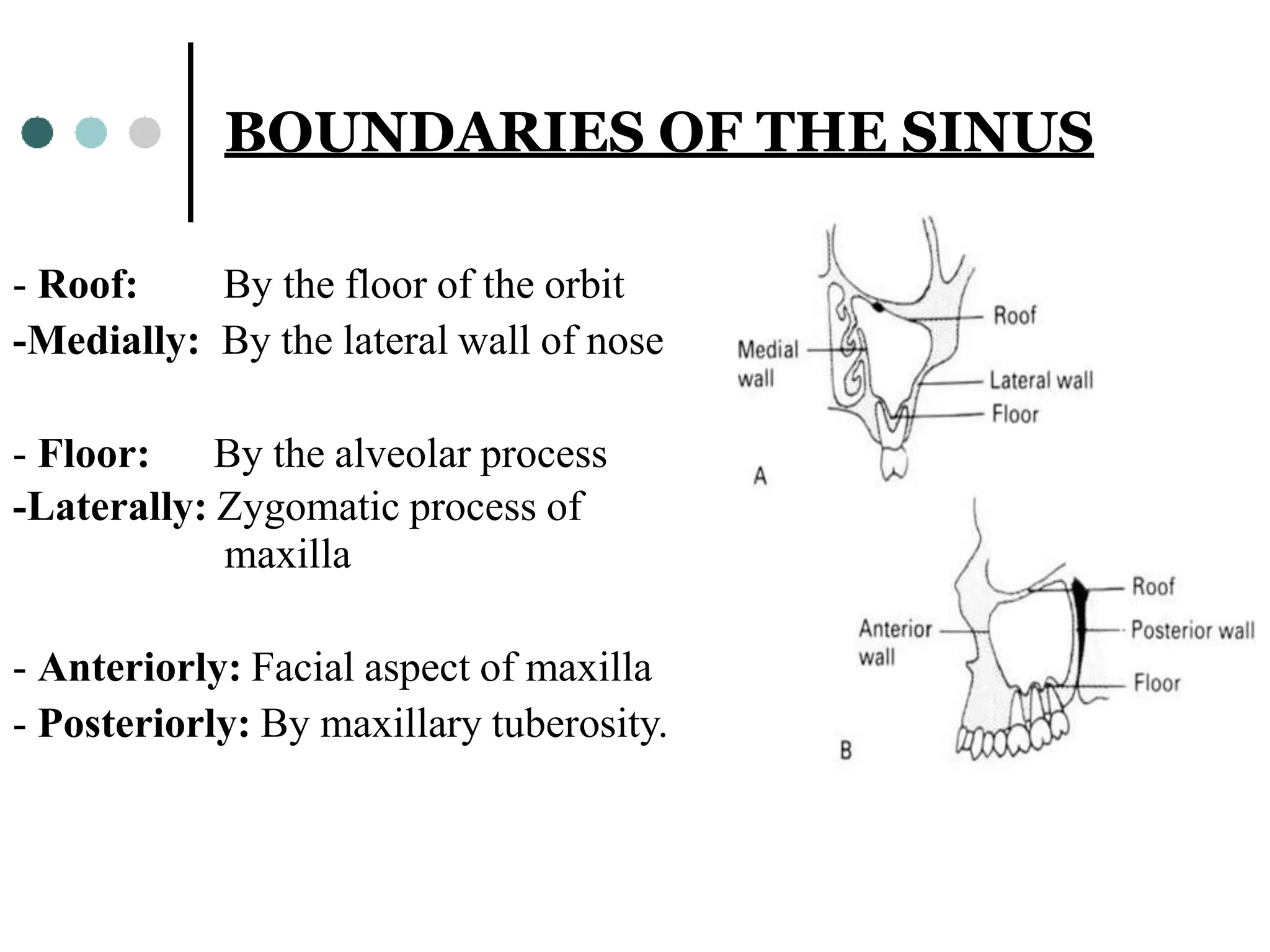 17. Maxillary sinus, antrum of highmore, surgical anatomy | PPTX
