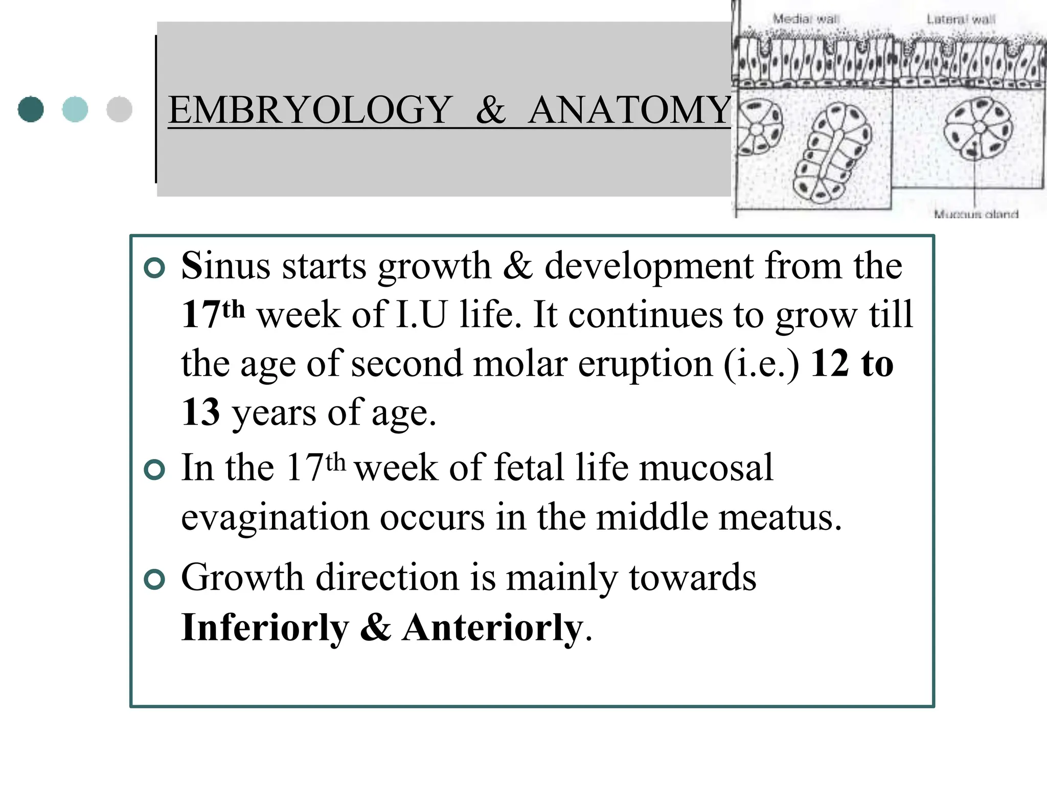17. Maxillary sinus, antrum of highmore, surgical anatomy | PPTX