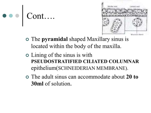 17. Maxillary sinus, antrum of highmore, surgical anatomy | PPTX