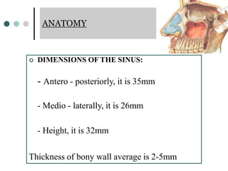 17. Maxillary sinus, antrum of highmore, surgical anatomy | PPTX