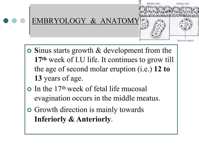 17. Maxillary sinus, antrum of highmore, surgical anatomy | PPTX