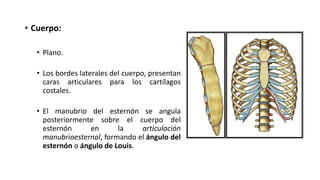 el torax y sus partes en el cuerpo humano | PPTX