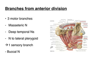 Presentation of Mandibular Nerve - Head & Neck | PDF
