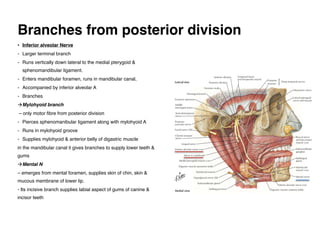 Presentation of Mandibular Nerve - Head & Neck | PDF