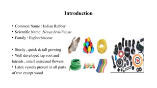 17. Cultivation Practices and Processing of Rubber.pptx