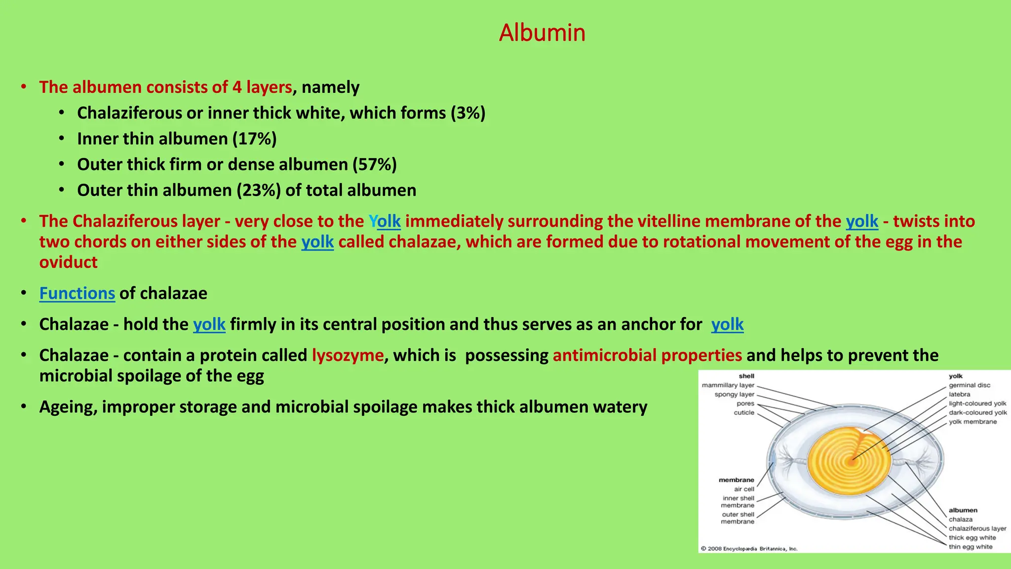 17. egg structure and formation - Copy.pdf