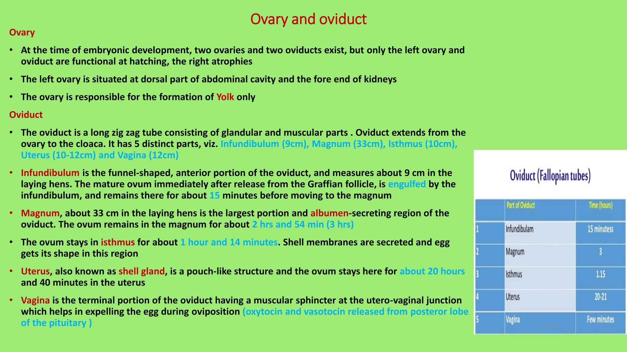 17. egg structure and formation - Copy.pdf