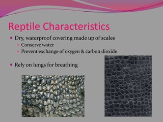 17.4 Reptiles | PPTX