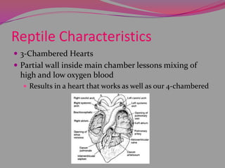 17.4 Reptiles | PPTX | Reptiles | Pets