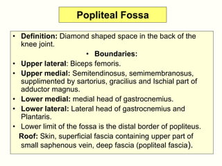 human anatomy -Back of thigh | PPT