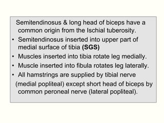 human anatomy -Back of thigh | PPT