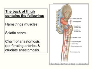 human anatomy -Back of thigh | PPT