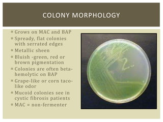 17 -chapter_21_-_non-fermenters | PDF