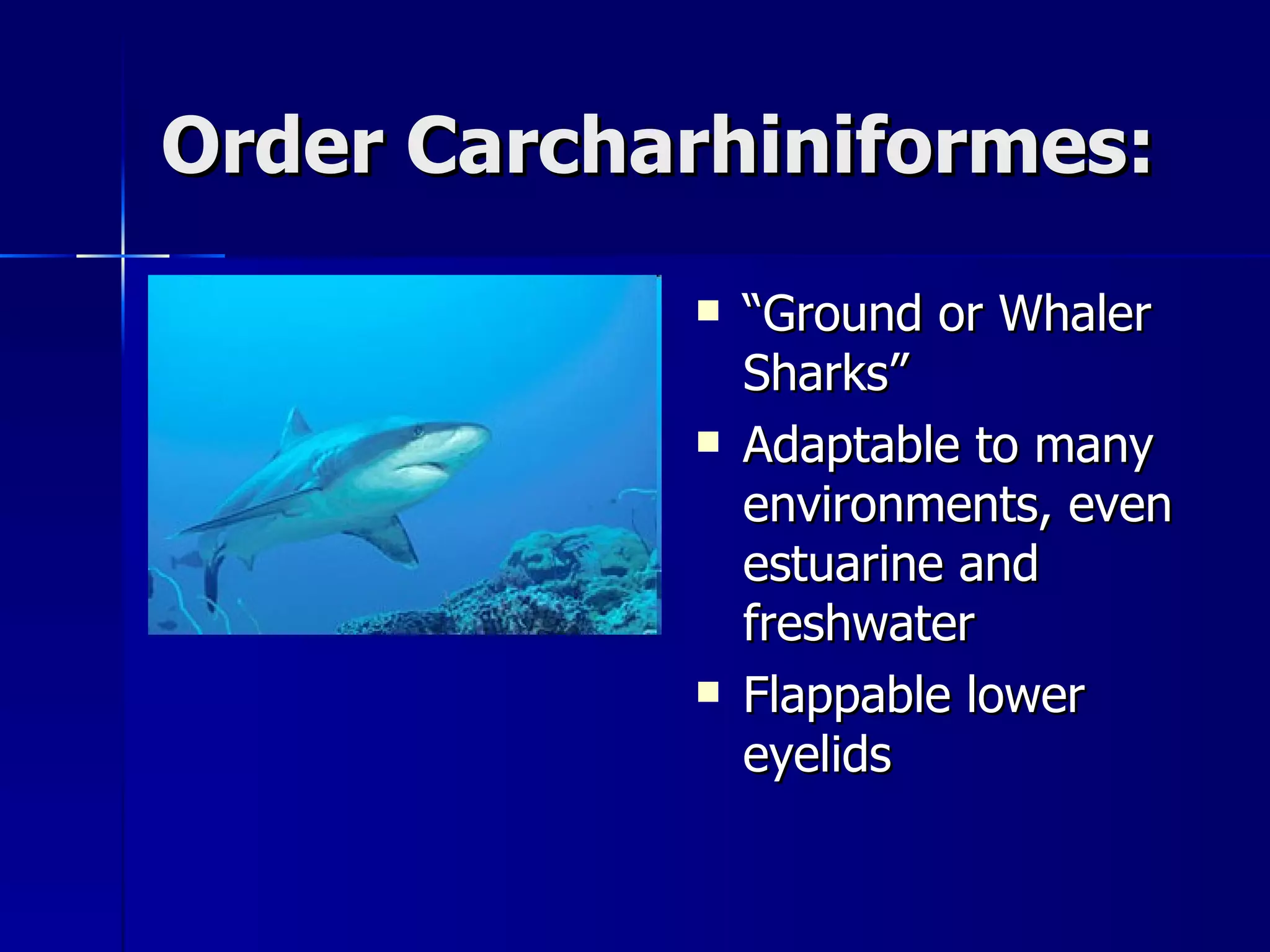17. Class Chondrichthyes Notes | PPT