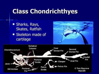Chondrichthyes Rays