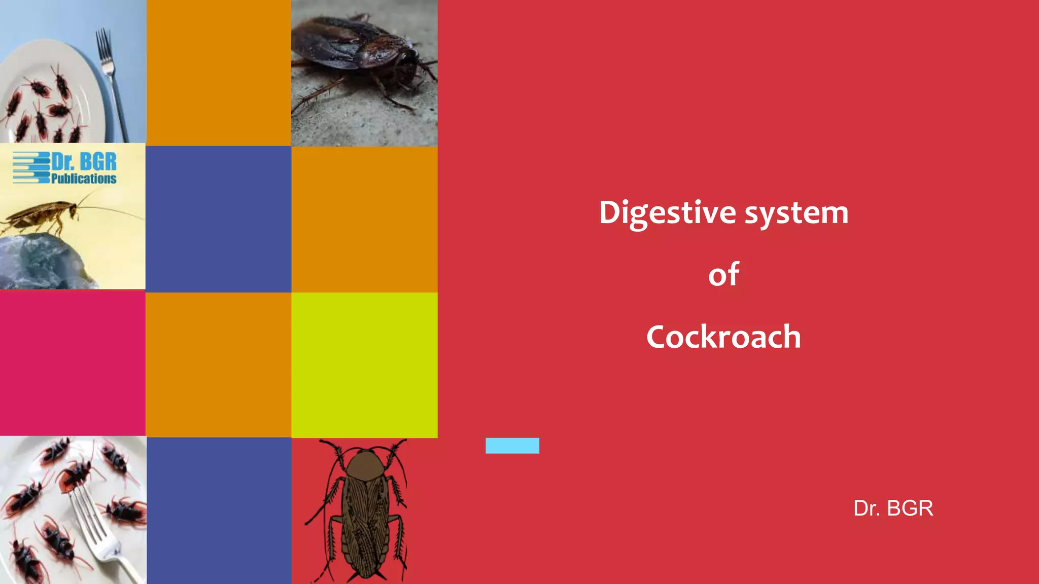 Digestive System of Cockroach | Dr.BGR Publications | PPTX