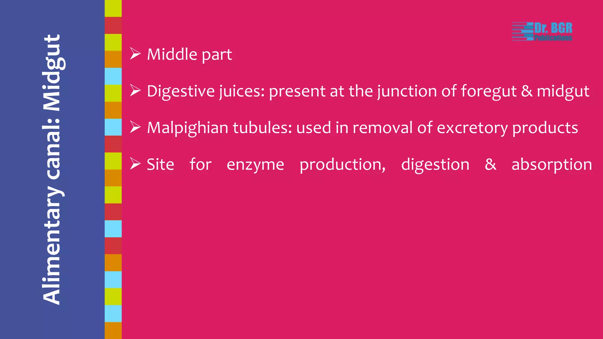 Digestive System of Cockroach | Dr.BGR Publications | PPTX