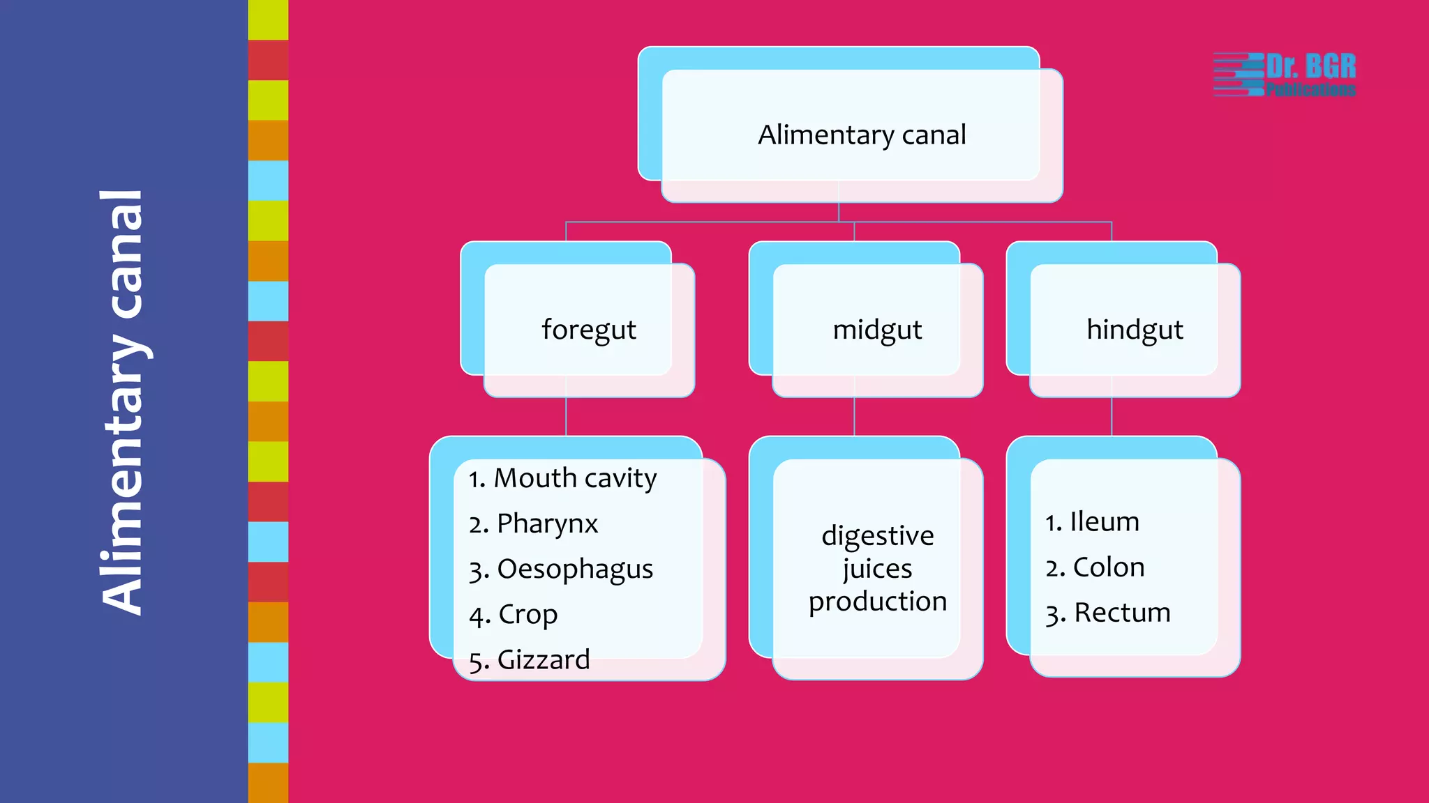 Digestive System of Cockroach | Dr.BGR Publications | PPTX