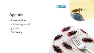Digestive System of Cockroach | Dr.BGR Publications | PPTX