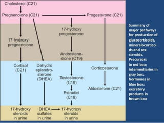 17 ketosteroids | PPTX