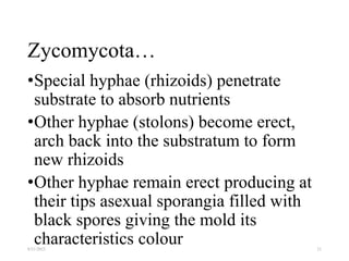 Medical Mycology - Taxonomic Classiffication of Fungi 2021.pptx